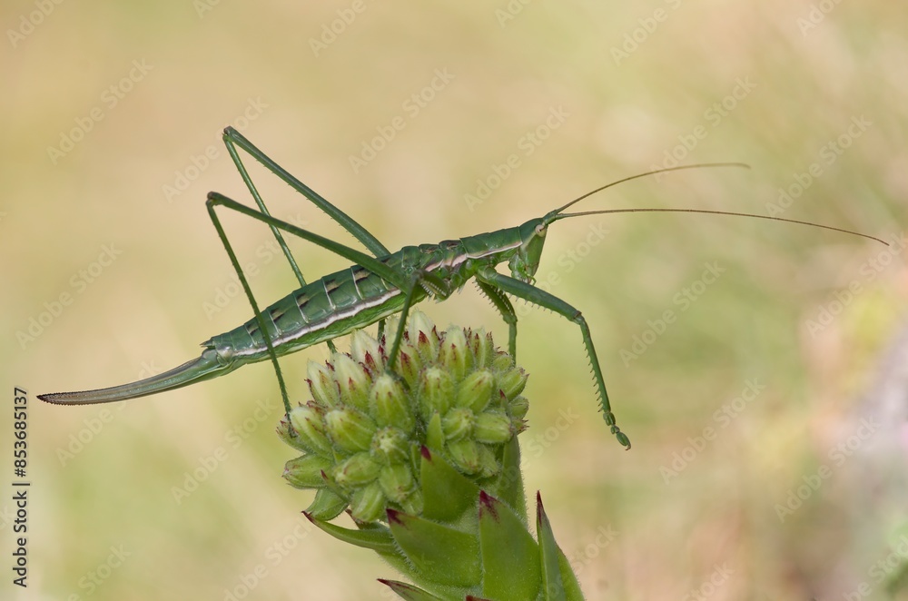 Natural dorsal closeup on the largest European predatory Mediterranean ...