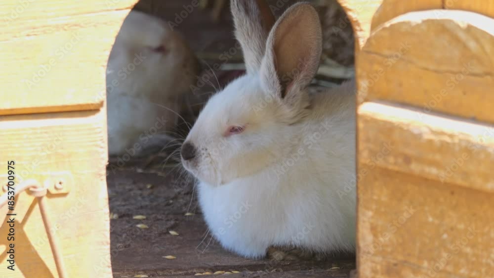 A rabbit on a breeding farm, in an enclosure. Rabbits run, hop, and ...
