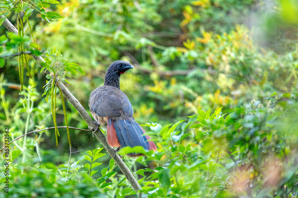 Colombian chachalaca (Ortalis columbiana), species of bird in the ...