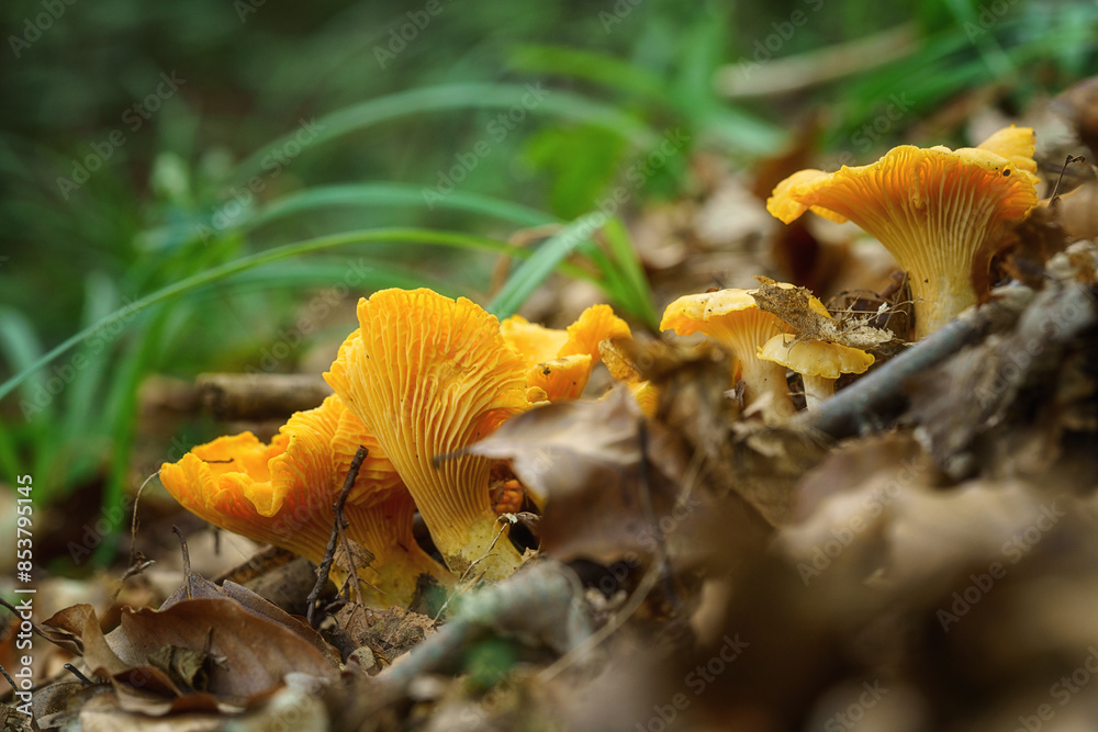 Chanterelle (girolle) or cantharellus cibarius fungi, delicious edible ...