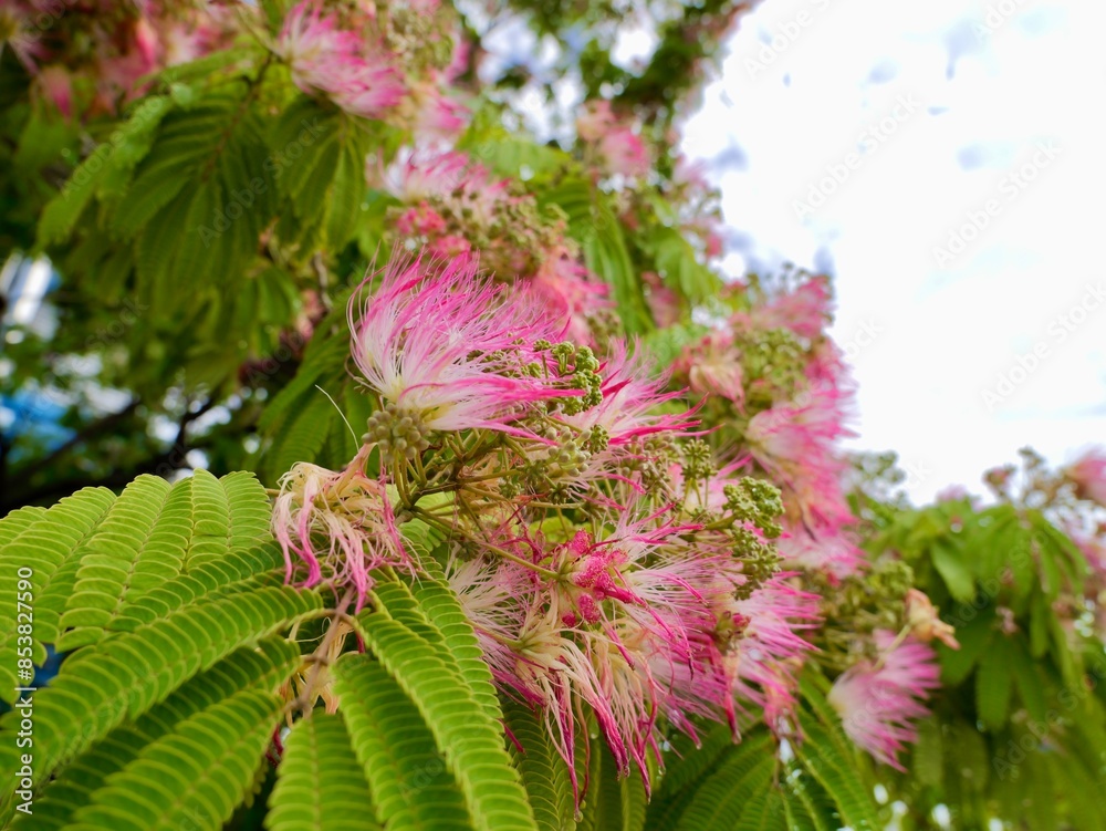 Flowers of the Persian silk tree, pink silk tree, or mimosa tree ...
