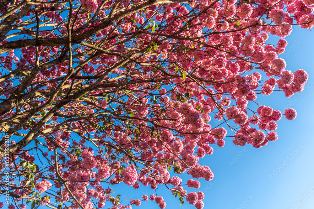 Pink Ipe with scientific name Handroanthus heptaphyllus in Brazil ...