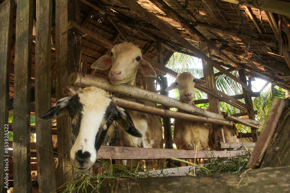 Goat farming, goats are in cages and are usually used as animals for ...