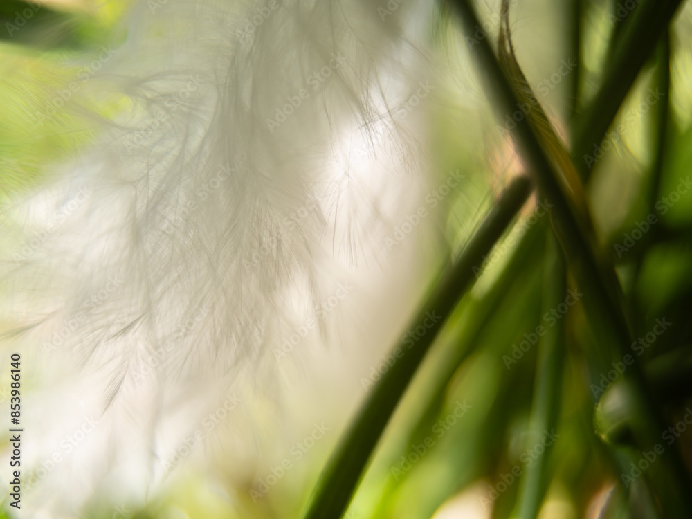 Abstract macro background shot close up of a white feather and grass ...