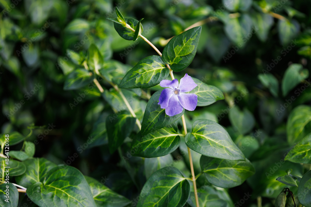 Blossom of bright bigleaf periwinkle in spring. Detail of the blue ...