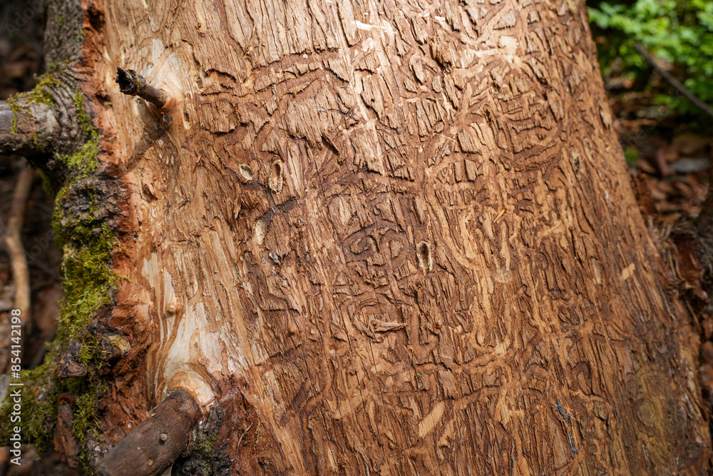 Woodworm tunnels pattern. Tree borer texture. Dead tree infested by ...