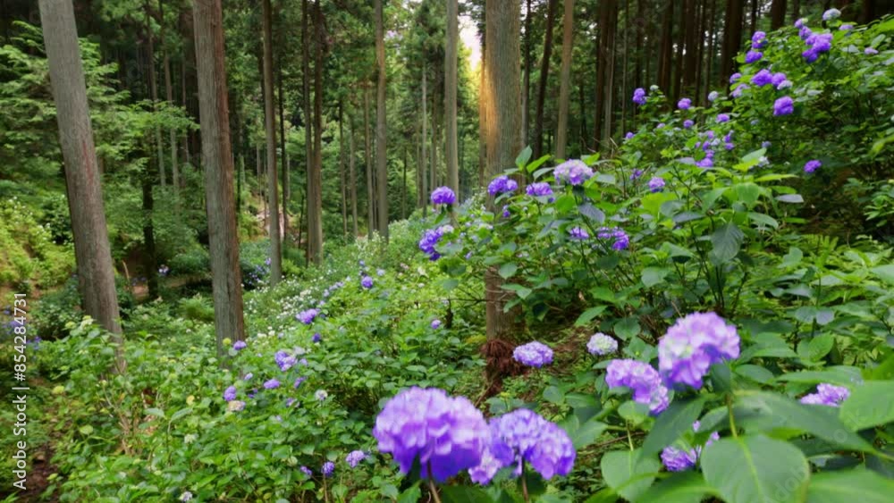 Magical hydrangea forest in Japan with purple hydrangea bushes in full ...