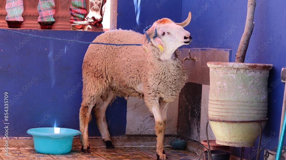Eid Lamb Sardi - Traditional Moroccan Sheep for Eid al-Adha Stock Photo ...