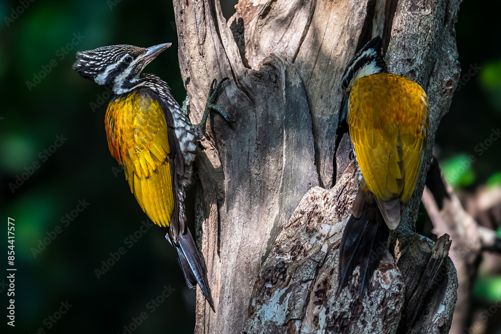 Common Flameback The back is brassy-brown, the rump is red, and the ...