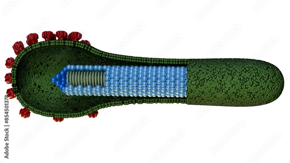 3d rendering of baculovirus lifecycle are known to infect insects, the ...