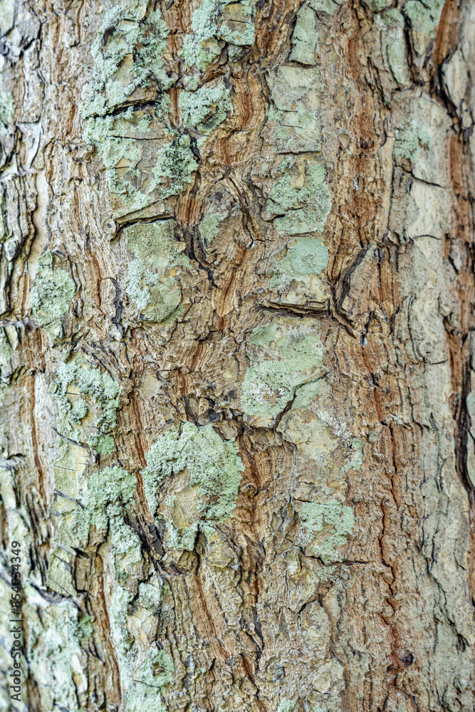 Tree Trunk and Tree Bark, Calophyllum inophyllum is a large evergreen ...