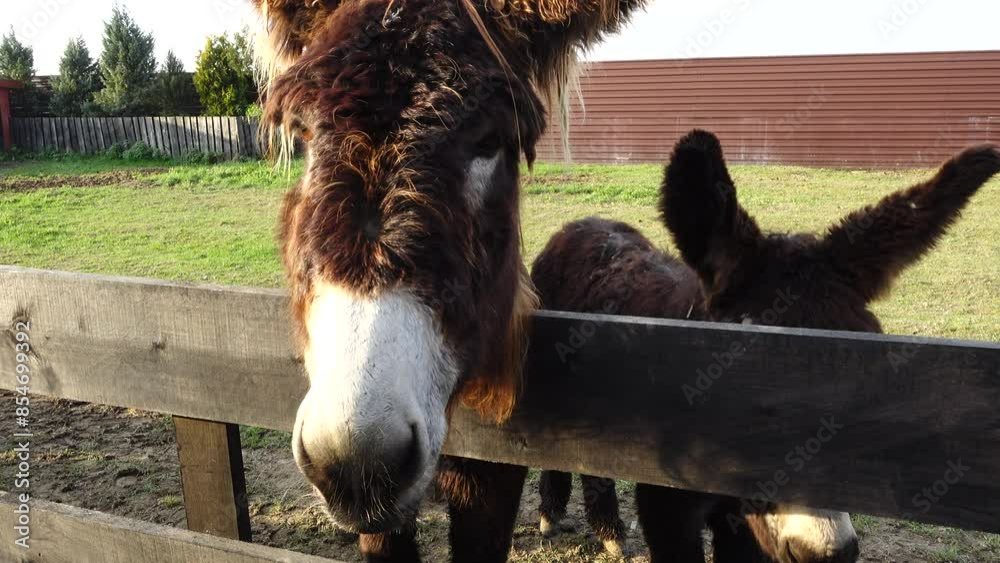 donkey or ass (Equus africanus asinus) is a domesticated member of the ...