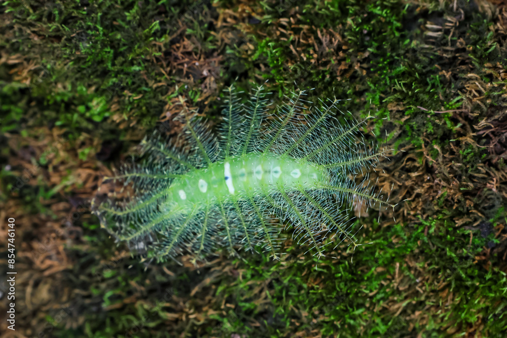 Common Baron caterpillar, Euthalia aconthea, green caterpillar with ...