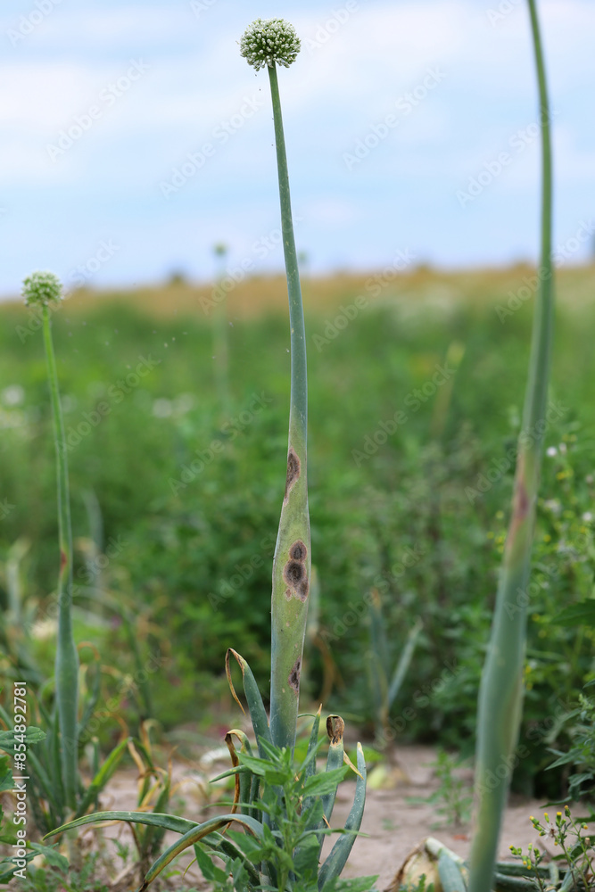 Onion plants in the field infected by fungal diseases Stemphylium Leaf ...