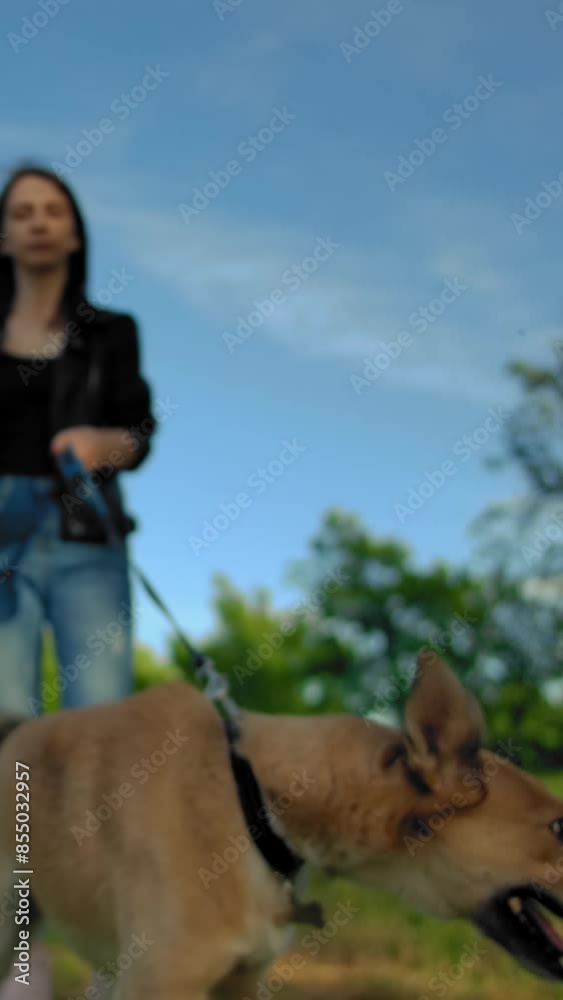 A girl leading her dog on a leash in the park. Sunny evening, walk with ...