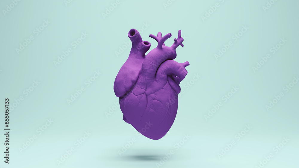 Heart human anatomical organ study internal biology model diagram ...