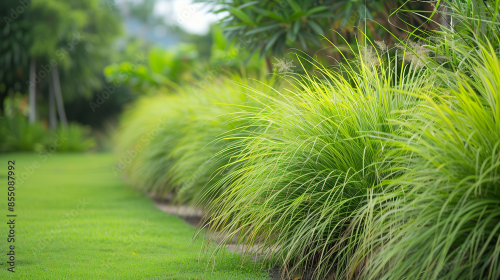 Optimal use of vetiver grass to protect the soil and decorate the ...