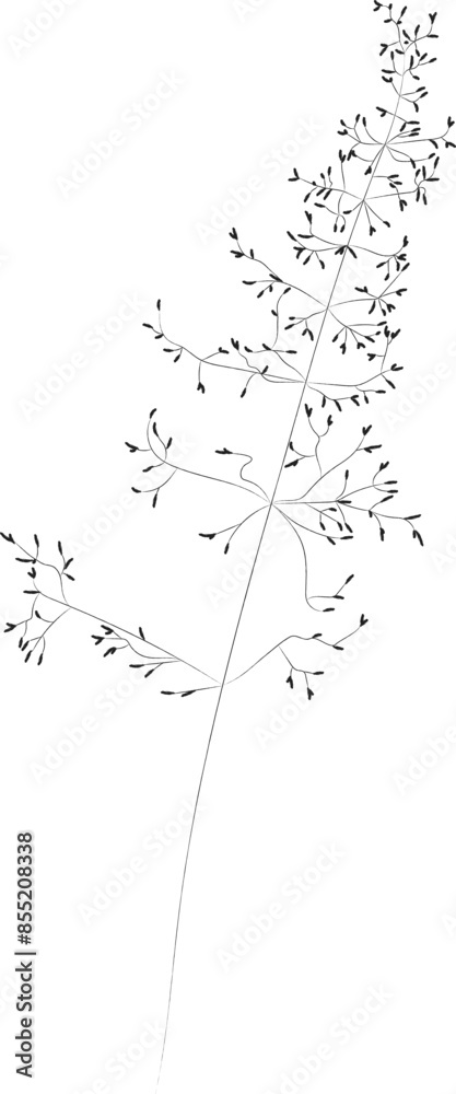Field and meadow grasses, black outline, template for packaging and ...