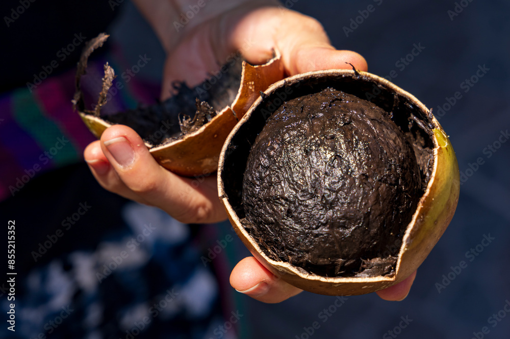 Calabash tree (Crescentia alata) also called Mexican calabash, jicaro ...
