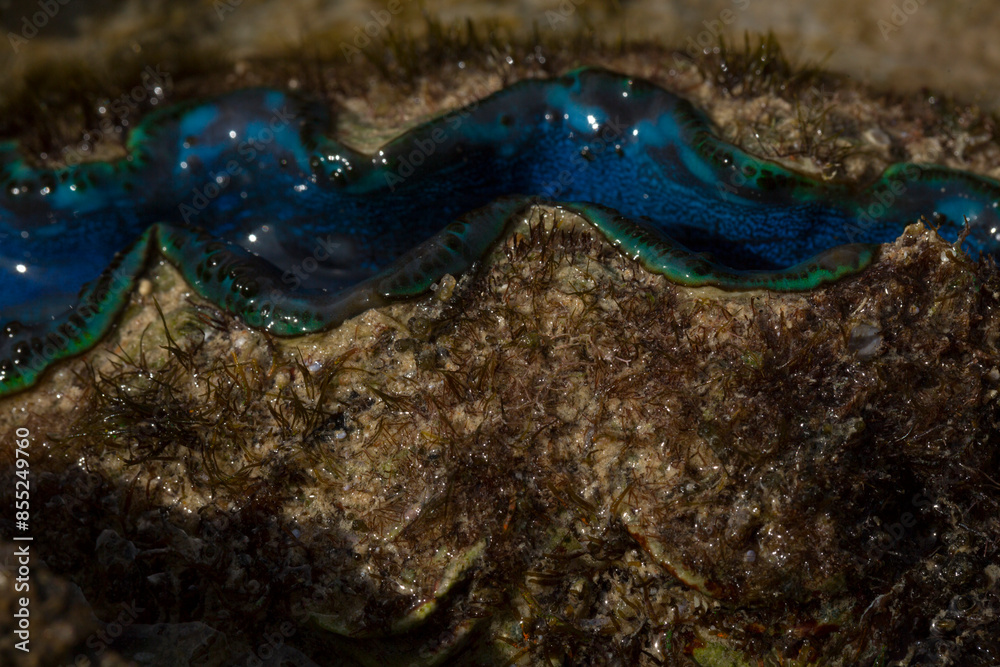 The maxima clam (Tridacna maxima), also known as the small giant clam ...