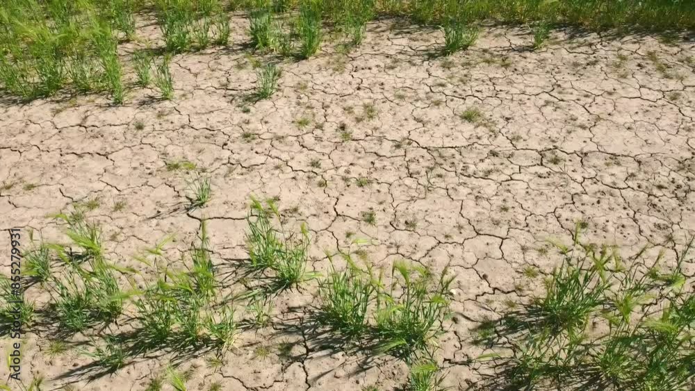 Very drought dry field land with grain leaves, drying up the soil ...