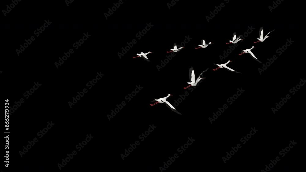 Wedge Flock of 9 White Stork Birds - Flying Over Screen - Back Angle MS ...