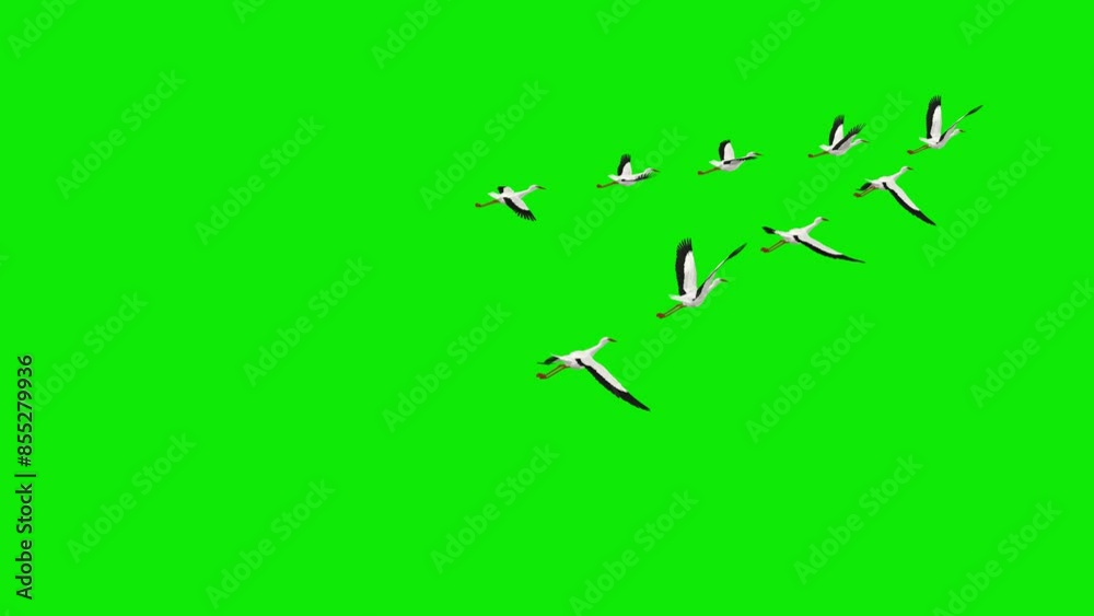 Wedge Flock of 9 White Stork Birds - Flying Transition I - Back Angle ...