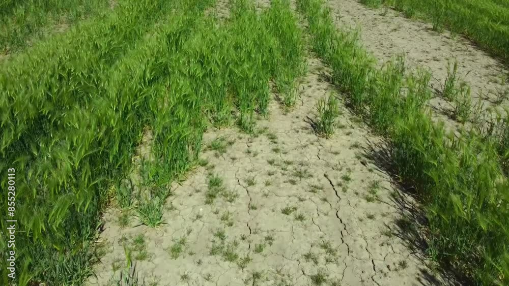 Very drought dry field land with grain leaves, drying up the soil ...