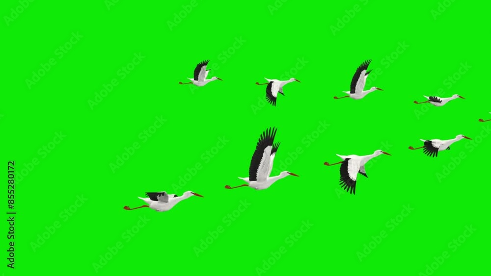 Wedge Flock of 9 White Stork Birds - Flying Transition - Side View CU ...