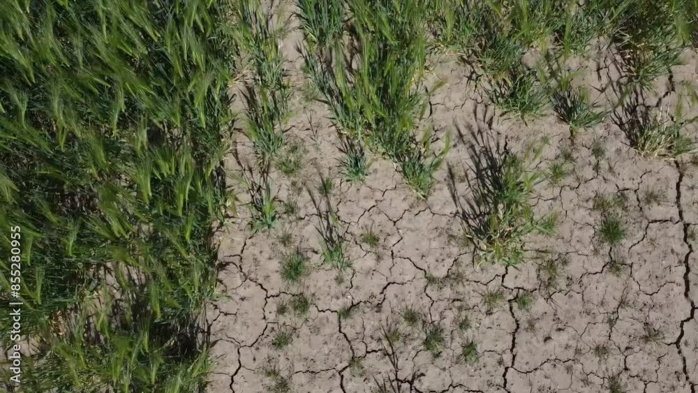 Very drought dry field land with grain leaves, drying up the soil ...