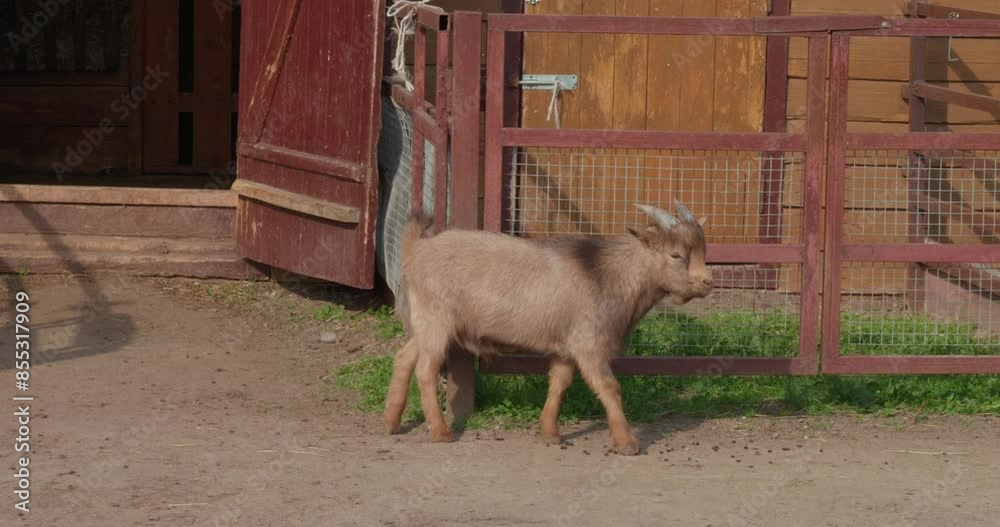 Dwarf goat in an enclosure on a farm. A cute little goat walks through ...