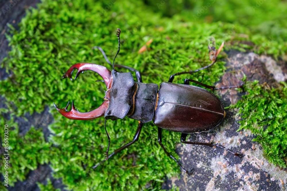 Male European Stag Beetle climbing up a mossy tree trunk. Lucanus ...