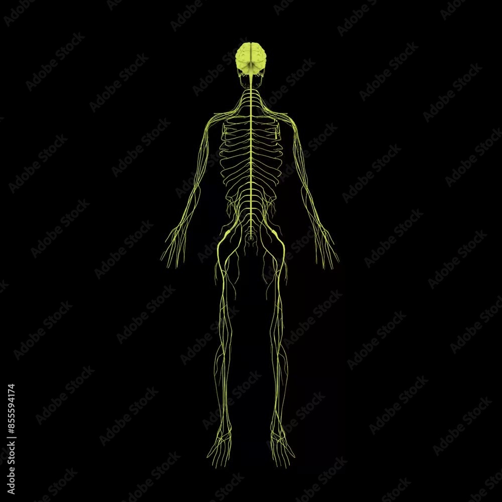 This video shows a 3D illustration of the human nervous system ...