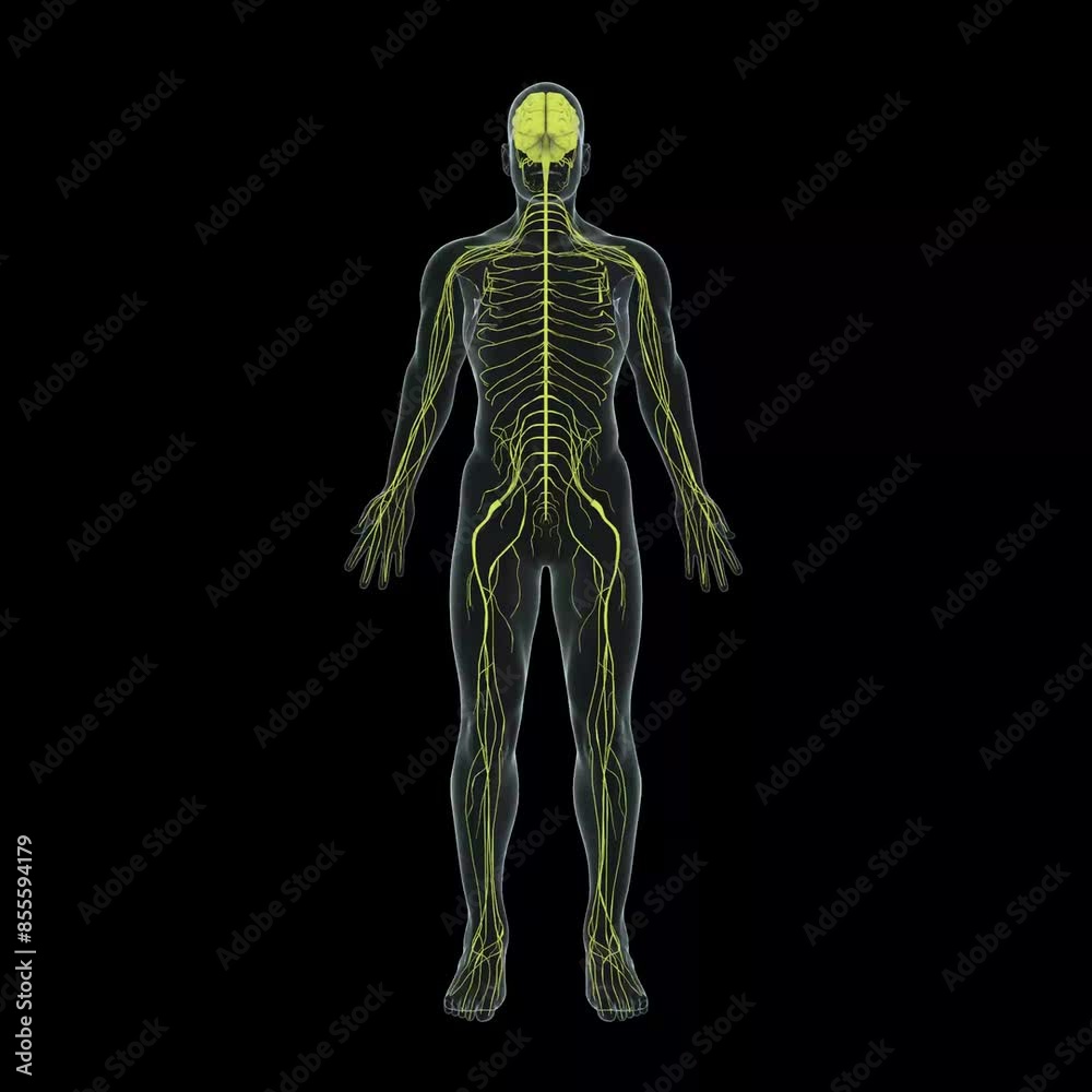 3D model of the human nervous system, showing the brain, spinal cord ...