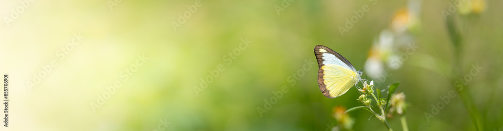 Nature of butterfly and flower in garden using as background ...
