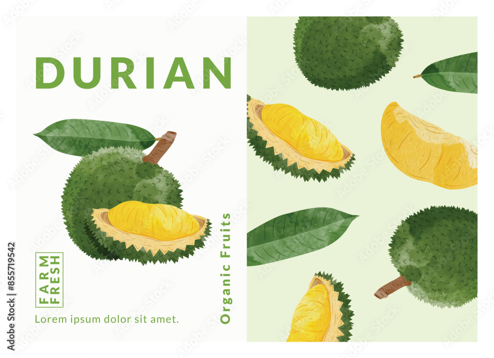Durian packaging design templates, watercolour style vector ...
