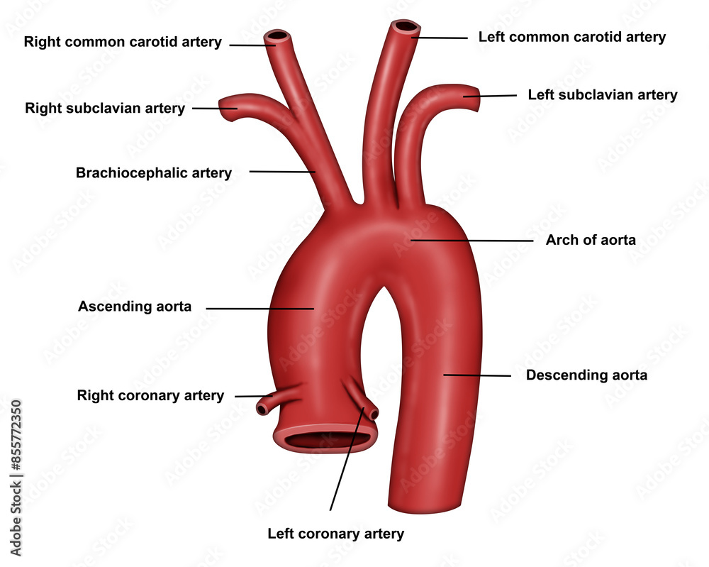 Arch of Aorta human anatomy medical illustration Stock Illustration ...
