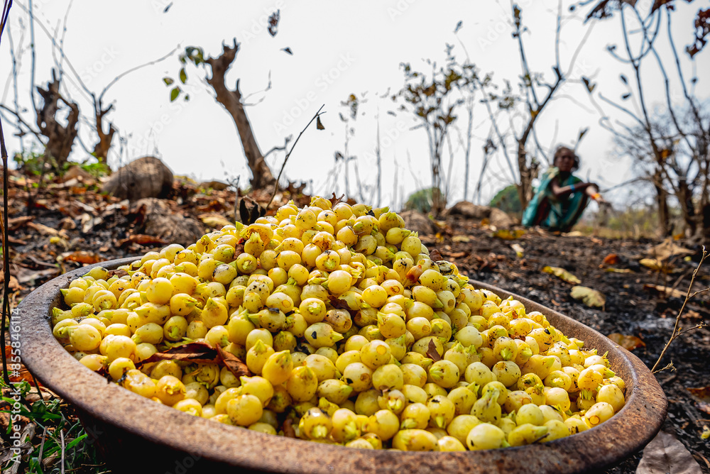 Mahua flower is edible and is a food item for tribals. They use it to ...