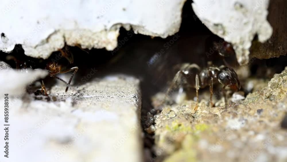 Black Garden Ants (Lasius niger) guarding the entrance to their nest in ...