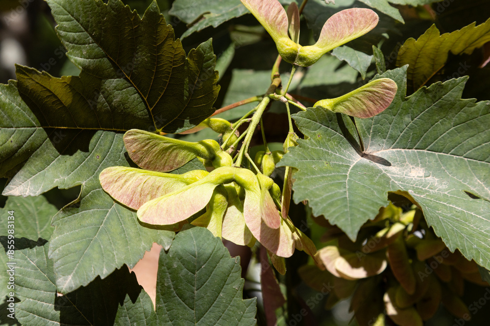 Acer pseudoplatanus, known as the sycamore maple is a species of tree ...