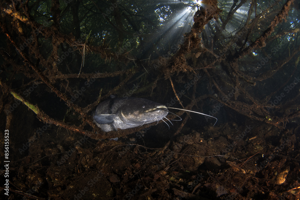 Wels catfish is near the bank. Wels during dive. European fish in fresh ...