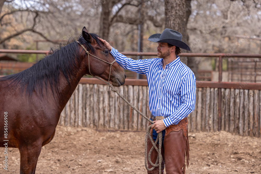 Cowboy horse trainer bay horse in round pen and using a rope and saddle ...