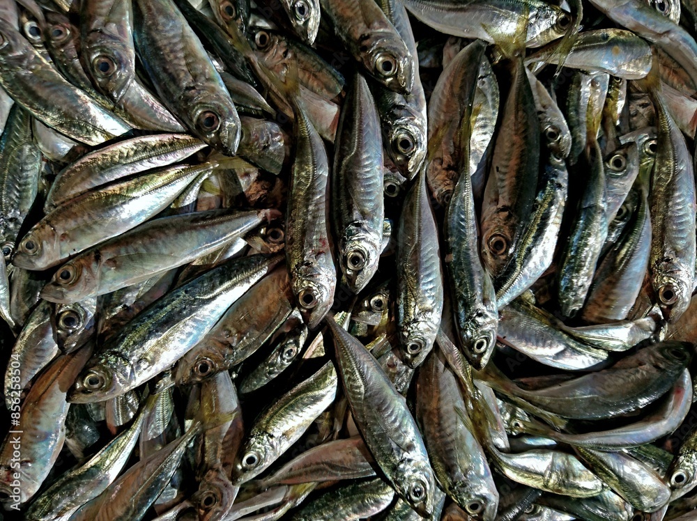 Fresh mackerel fish background display market. Sea little fish mackerel ...