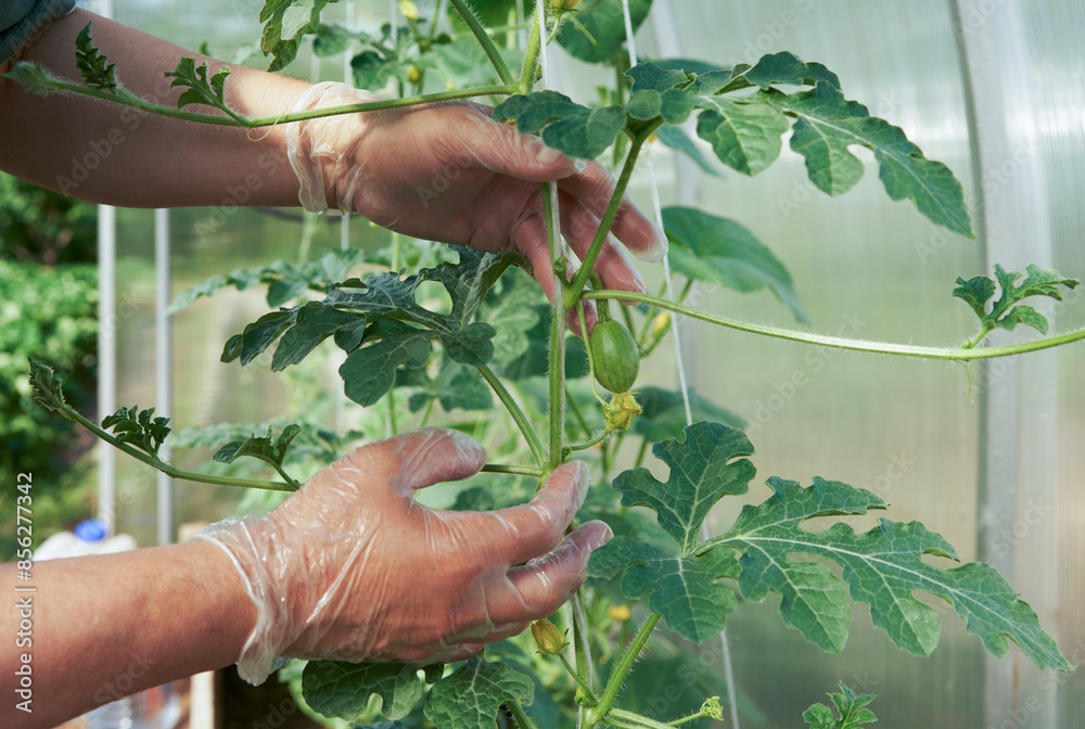 Growing watermelons in a greenhouse. A man (hands) ties the stem of a ...