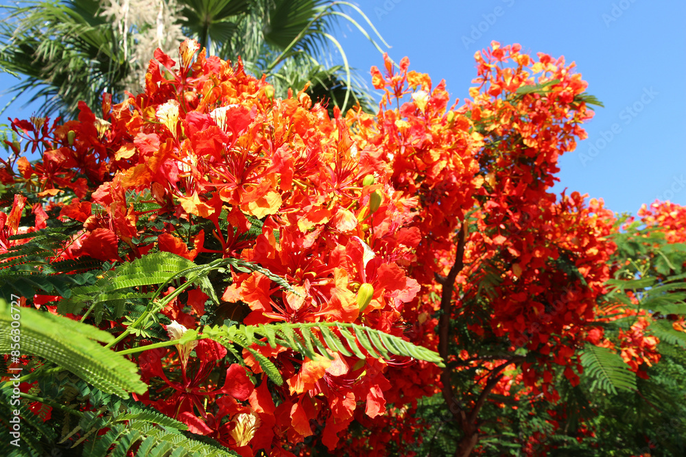 Red flowers of a blooming fire tree against a blue sky in a botanical ...