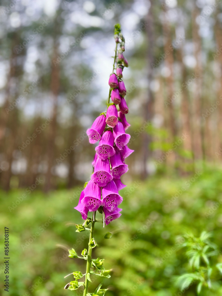 Foxglove or Digitalis is a genus of herbaceous plants belonging ...