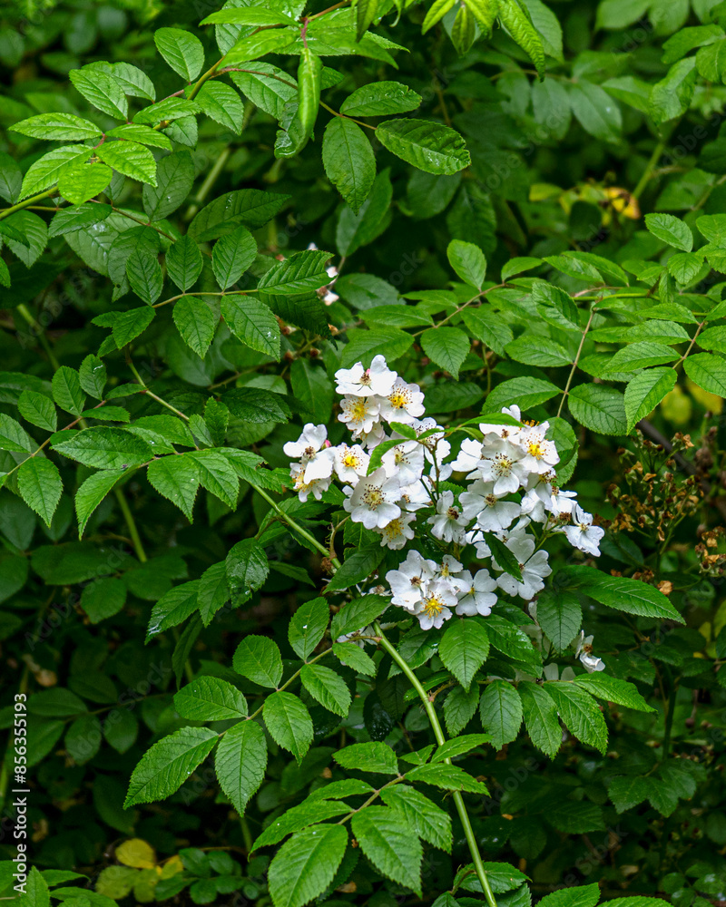 Invasive multiflora rose growing along the Riverside Trail in Roan ...