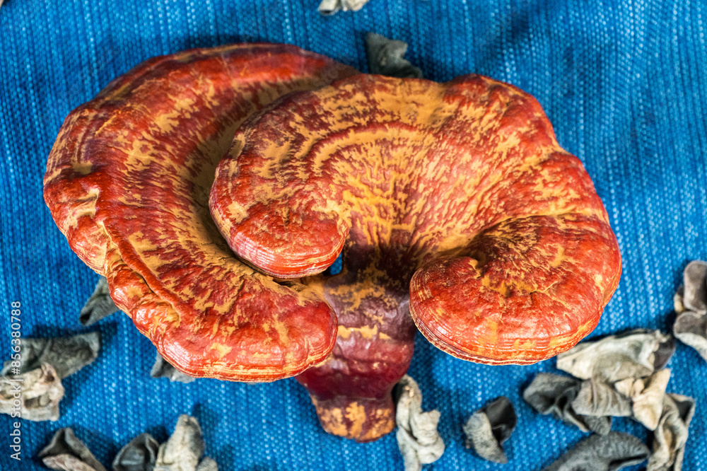 Close-up of a reishi medicinal mushroom (Ganoderma lucidum). This ...
