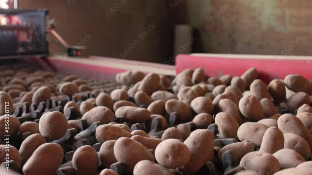 A detailed view of newly harvested potatoes moving on a conveyor belt ...