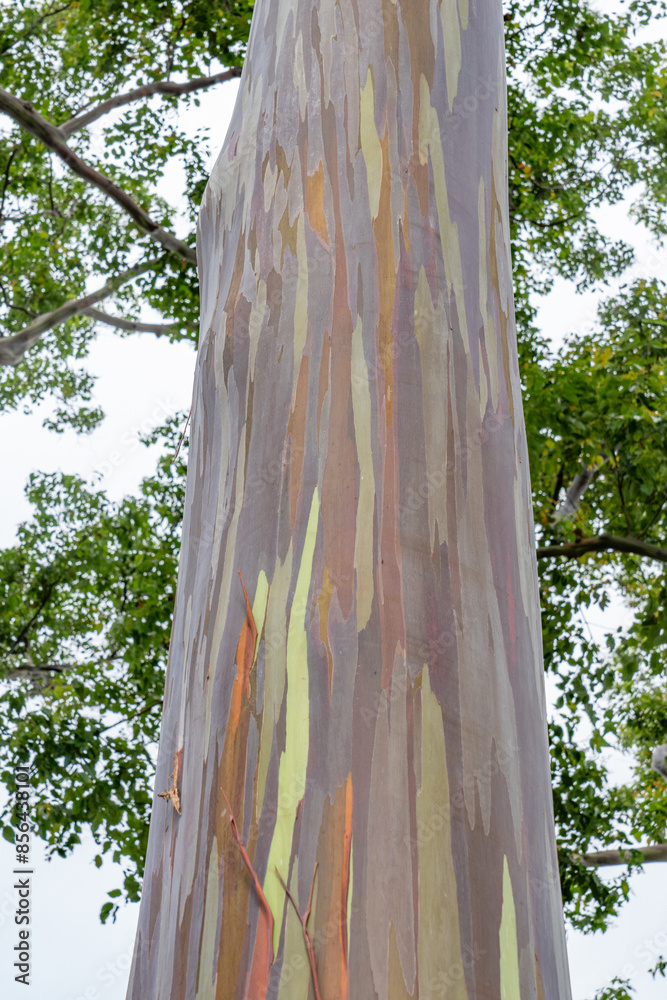 Eucalyptus deglupta is a species of tall tree, the rainbow eucalyptus ...